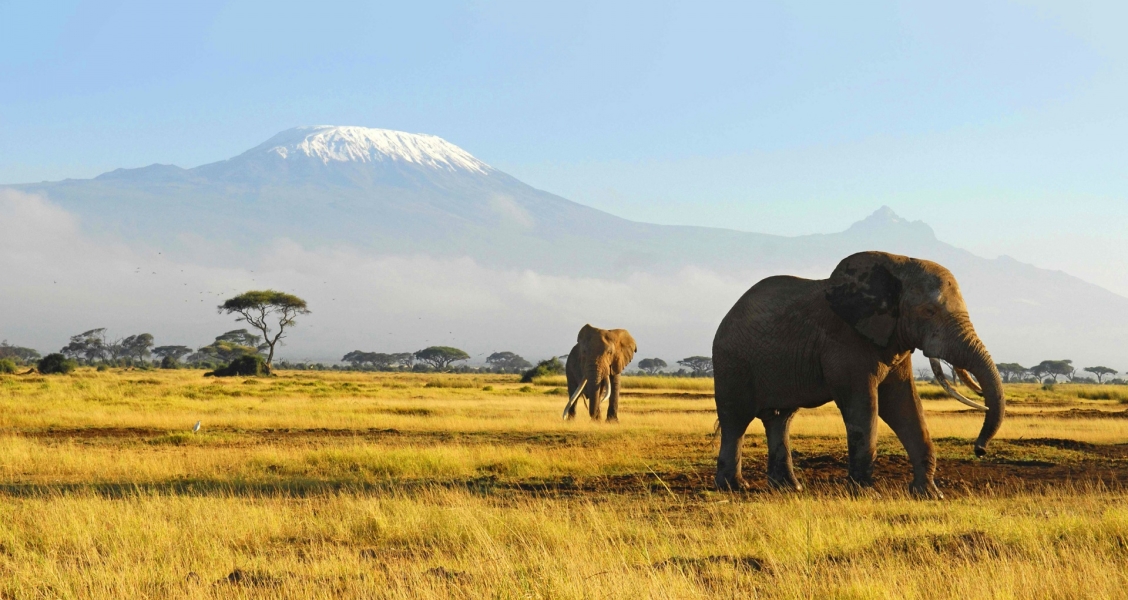 Top 8 Wildlife Destinations Around The World - TravelTourXP.com